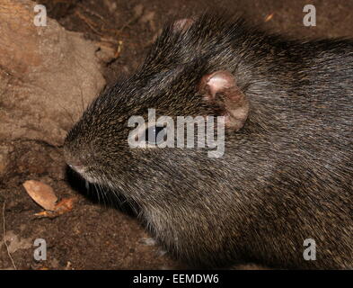 Brazilian wild guinea pig or Preá (Cavia aperea Stock Photo - Alamy