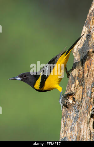 Scott's Oriole male, Icterus parisorum, on lichen covered branch Stock ...