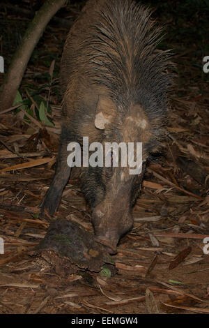 Wild boar pigs family Sus scrofa or wild swine in the mud in their ...
