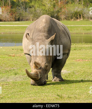 WIld African rhinoceros in its natural environment Stock Photo - Alamy