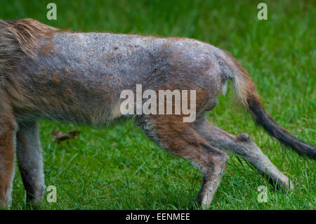 Red Fox affected by mange; fur-loss is evident on the rump and tail ...