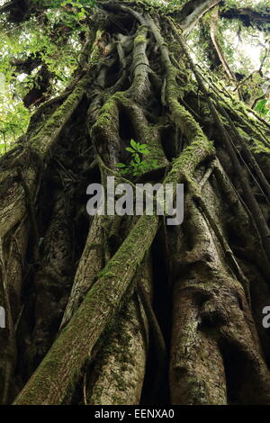 Strangler vines climb high into a tree in Monteverde Biological Reserve ...