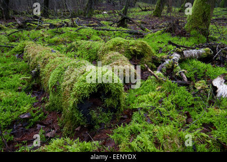 Moss overgrowing dead, rotting trees in a moist forest Stock Photo - Alamy