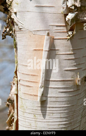 Betula utilis the White Bark Himalayan Birch Stock Photo - Alamy