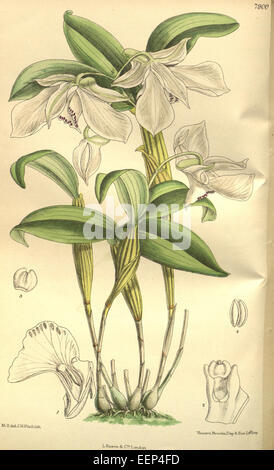 This illustration by Walter Hood Fitch, created in 1841, depicts the ...