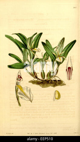 Dinema polybulbon, illustrated in Curtis' 70 (N.S. 17) plate 4067 ...