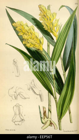 Elleanthus longibracteatus, also known as Elleanthus xanthocomus, is an ...