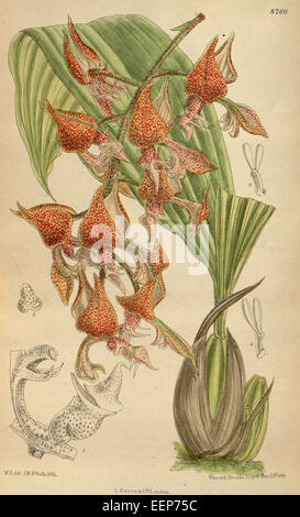 Gongora latisepala is a species of orchid in the Gongora genus, known ...