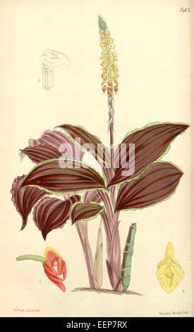 Malaxis discolor, formerly known as Microstylis discolor, is depicted ...