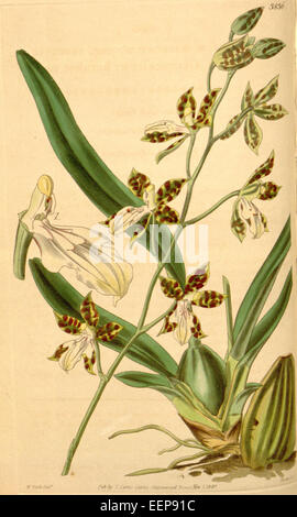 A botanical illustration of Oncidium maculatum, an orchid species ...