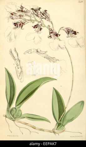 Rodriguezia decora, formerly known as Burlingtonia decora, is an orchid ...