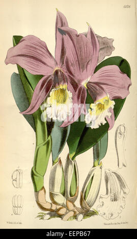 This illustration by Walter Hood Fitch, created in 1841, depicts the ...