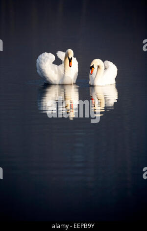 A couple of swans swimming in a lake at sunset Stock Photo - Alamy