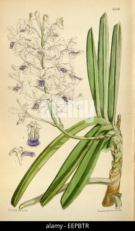 Vanda coerulescens is a species of orchid native to Southeast Asia ...