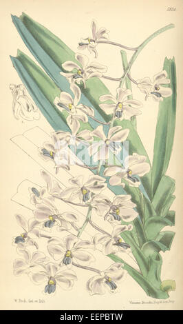 Vanda coerulescens is a species of orchid native to Southeast Asia ...