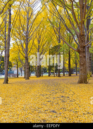 Ginkgo trees in autumn, Yoyogi Park, Tokyo Japan Stock Photo - Alamy