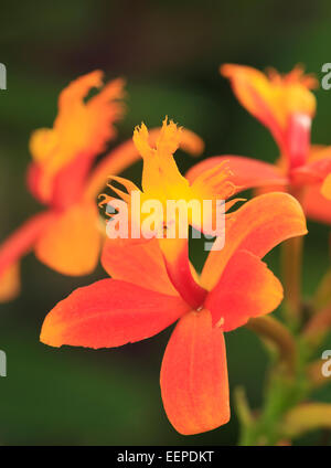 Orchid (Epidendrum hybrid), flowers Stock Photo - Alamy