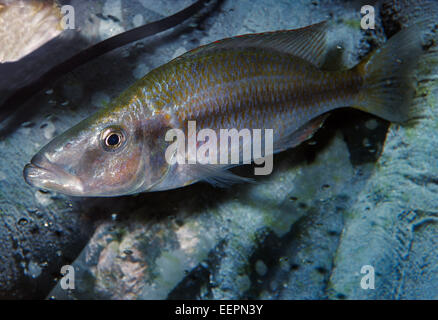 Serranochromis robustus, Malawi Lake cichlid, Africa Stock Photo - Alamy