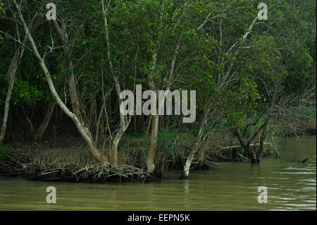 trunk of white mangrove tree Avicennia marina surrounded by aerial ...