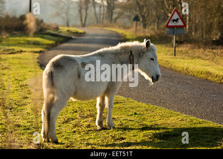pony ponies graze roadside Litcham common grazing Stock Photo - Alamy