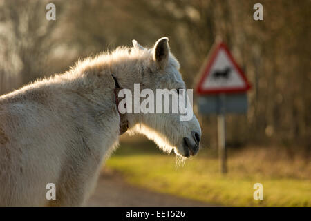 pony ponies graze roadside Litcham common grazing Stock Photo - Alamy