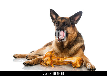 German shepherd with bone isolated on white Stock Photo - Alamy