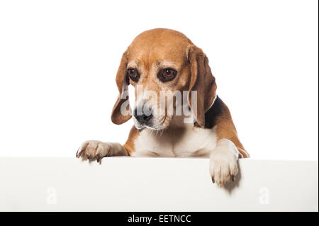 Beagle dog looking over a wall Stock Photo - Alamy