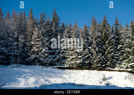 Fresh snow bank, snow covered pine trees and a bright blue sky Stock ...