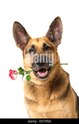 Portrait of a German Shepherd dog with rose flower behind her ear lying ...