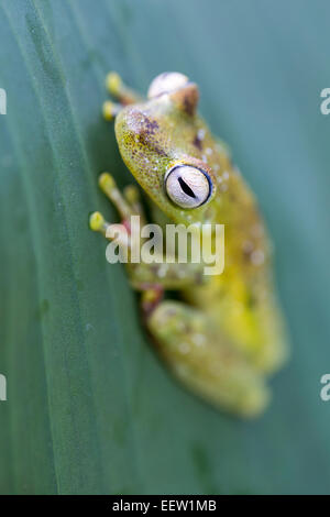 Canal Zone tree frog Stock Photo - Alamy