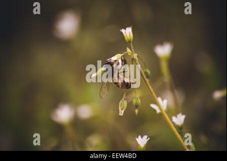 bee seating on white wild spring flower Stock Photo - Alamy