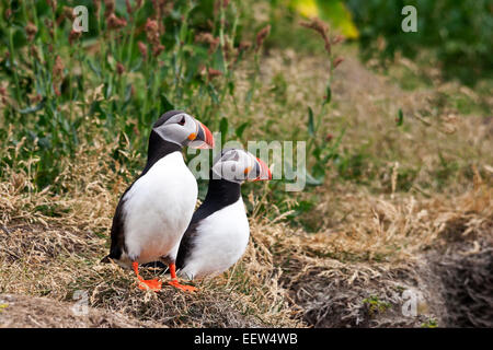 Atlantic Puffin stands on slope with wings outstretched ready to fly ...
