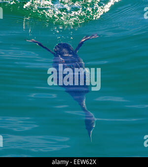 Red throated Loon Diving Underwater Stock Photo - Alamy