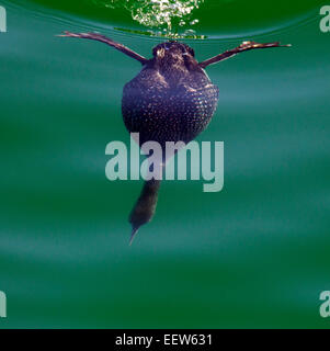Red throated Loon Diving Underwater Stock Photo - Alamy