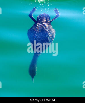 Red throated Loon Diving Underwater Stock Photo - Alamy
