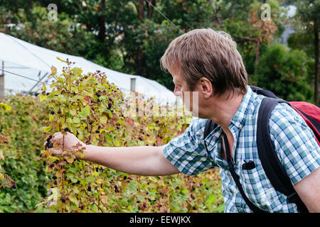 Man picking blackberries at u-pick farm in Silvan, Victoria, Australia ...