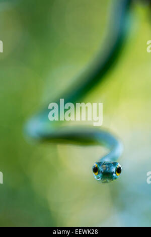 Parrot snake, Satiny Parrot Snake, Leptophis depressirostris, Tropical ...