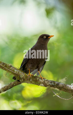 The Sooty Thrush (Turdus nigrescens Stock Photo - Alamy