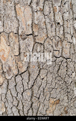 Tree Bark Seamless Texture Tile Stock Photo - Alamy