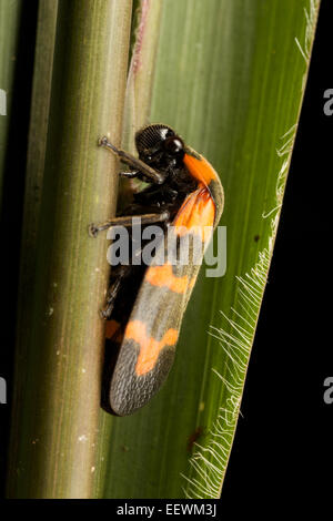 Cercopidae are the largest family of Cercopoidea, a xylem-feeding ...