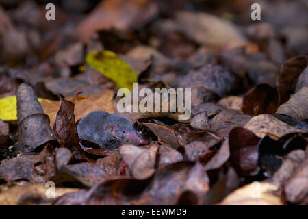 The Etruscan shrew (Suncus etruscus) is the smallest mammal in the ...