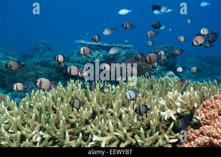Reticulated Damsel over Reef, Dascyllus reticulatus, Tanimbar Islands ...