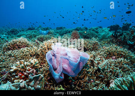 Pink Tube Sponge in Coral Reef, Porifera, Alor, Indonesia Stock Photo ...