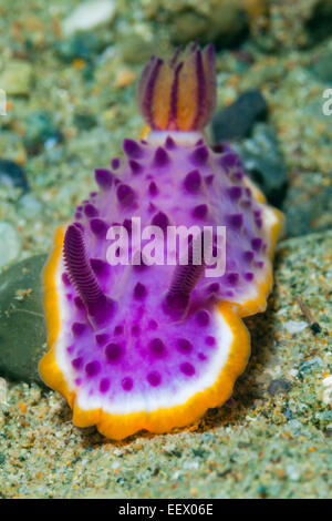 Dorid Nudibranch, Mexichromis macropus, Ambon, Moluccas, Indonesia ...