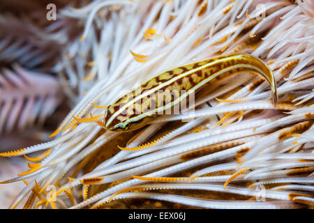 Clingfish inside Crinoid, Discotrema crinophila, Ambon, Moluccas ...