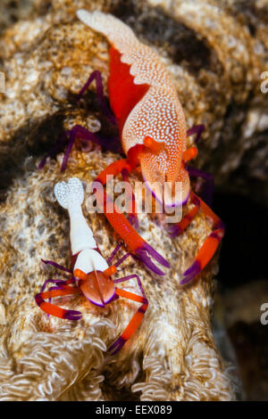 Pair of Emperor Shrimp, Periclimenes imperator, Ambon, Moluccas ...