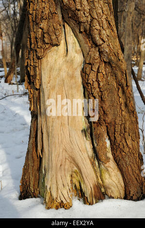 Tree trunk with area missing bark Stock Photo - Alamy