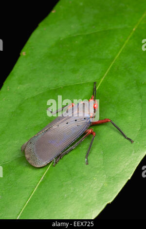 Kalidasa nigromaculata lantern bug in Pang Sida National Park, Thailand ...
