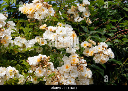 Malvern Hills rambling rose Stock Photo - Alamy