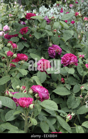 Rose de Resht Stock Photo - Alamy